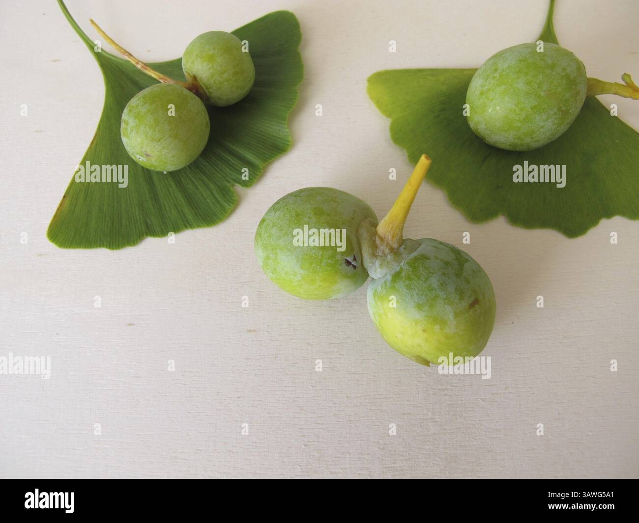 Ginkgo seeds with seed coat, ginkgo biloba Stock Photo - Alamy