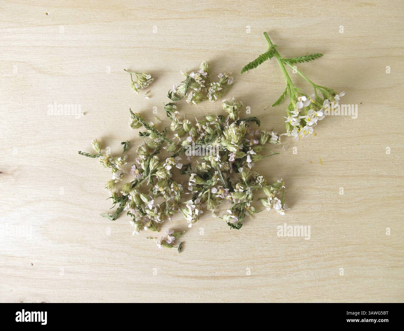 Dried yarrow, Achillea millefolium Stock Photo - Alamy