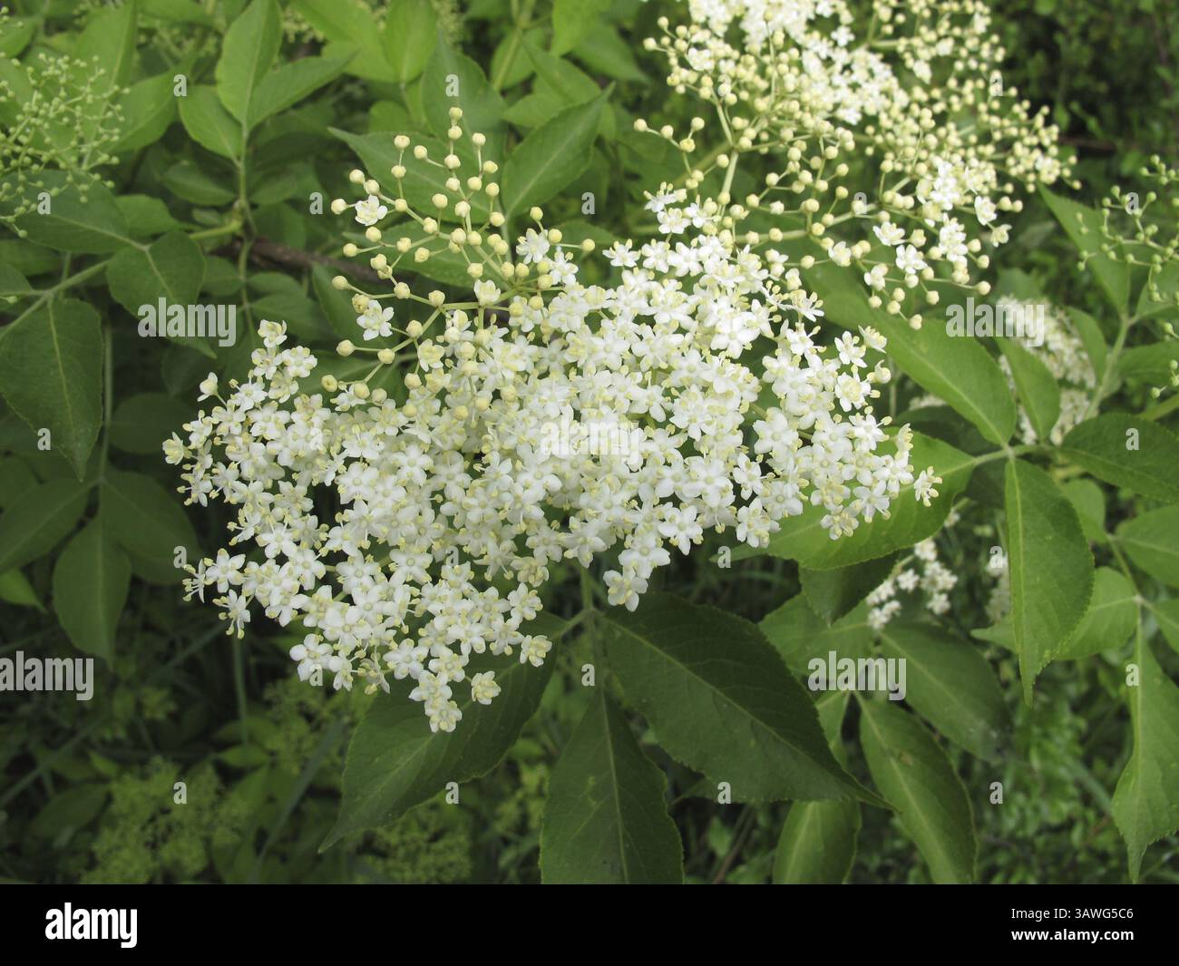Blossoming elderflower bushes hi-res stock photography and images - Alamy