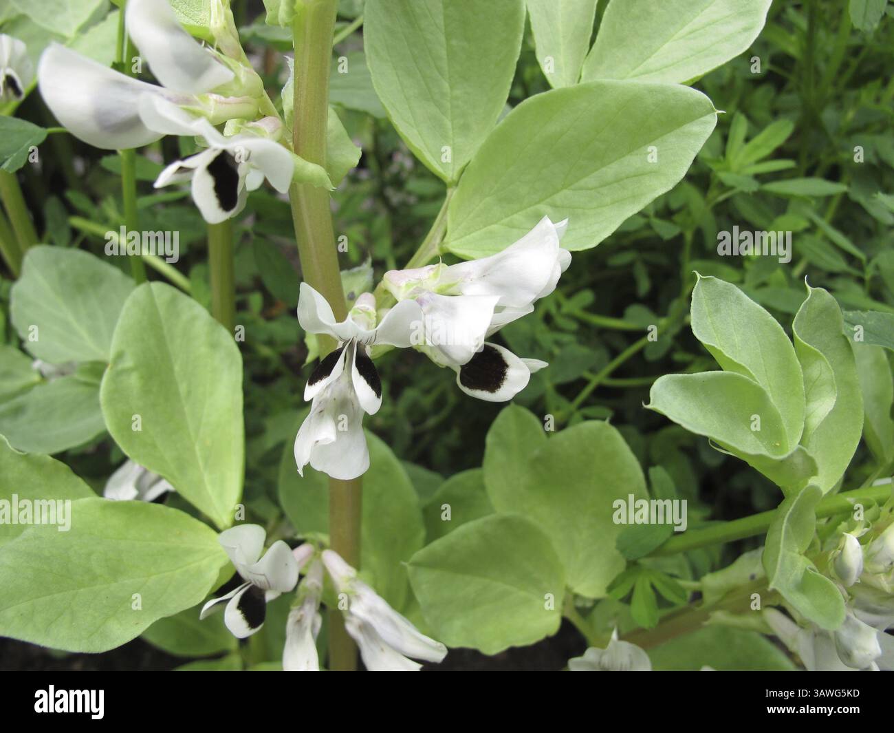 Flowering broad bean, Vicia faba Stock Photo - Alamy