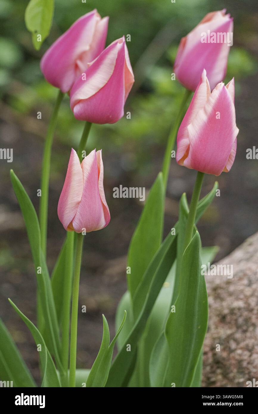 Pink tulips with green stems and leaves growing in a garden, borken ...