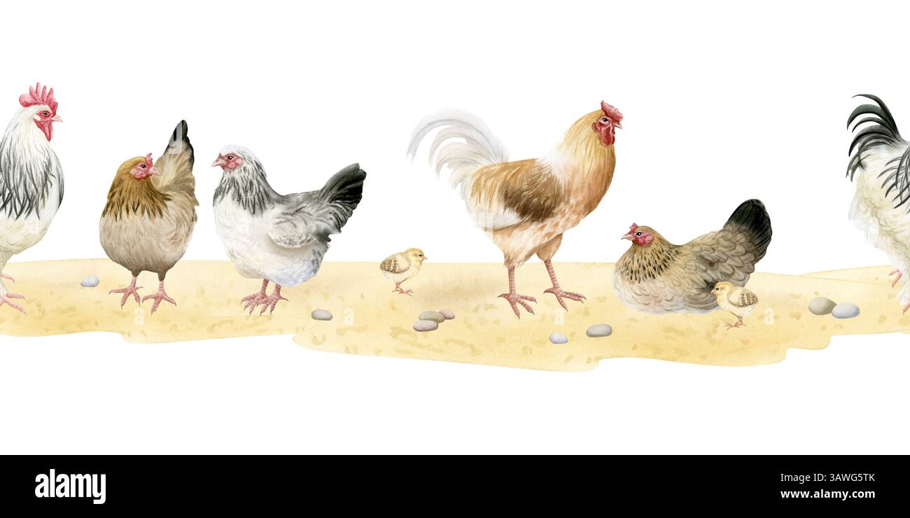 Roosters and chickens hens with baby chicks watercolor seamless border ...