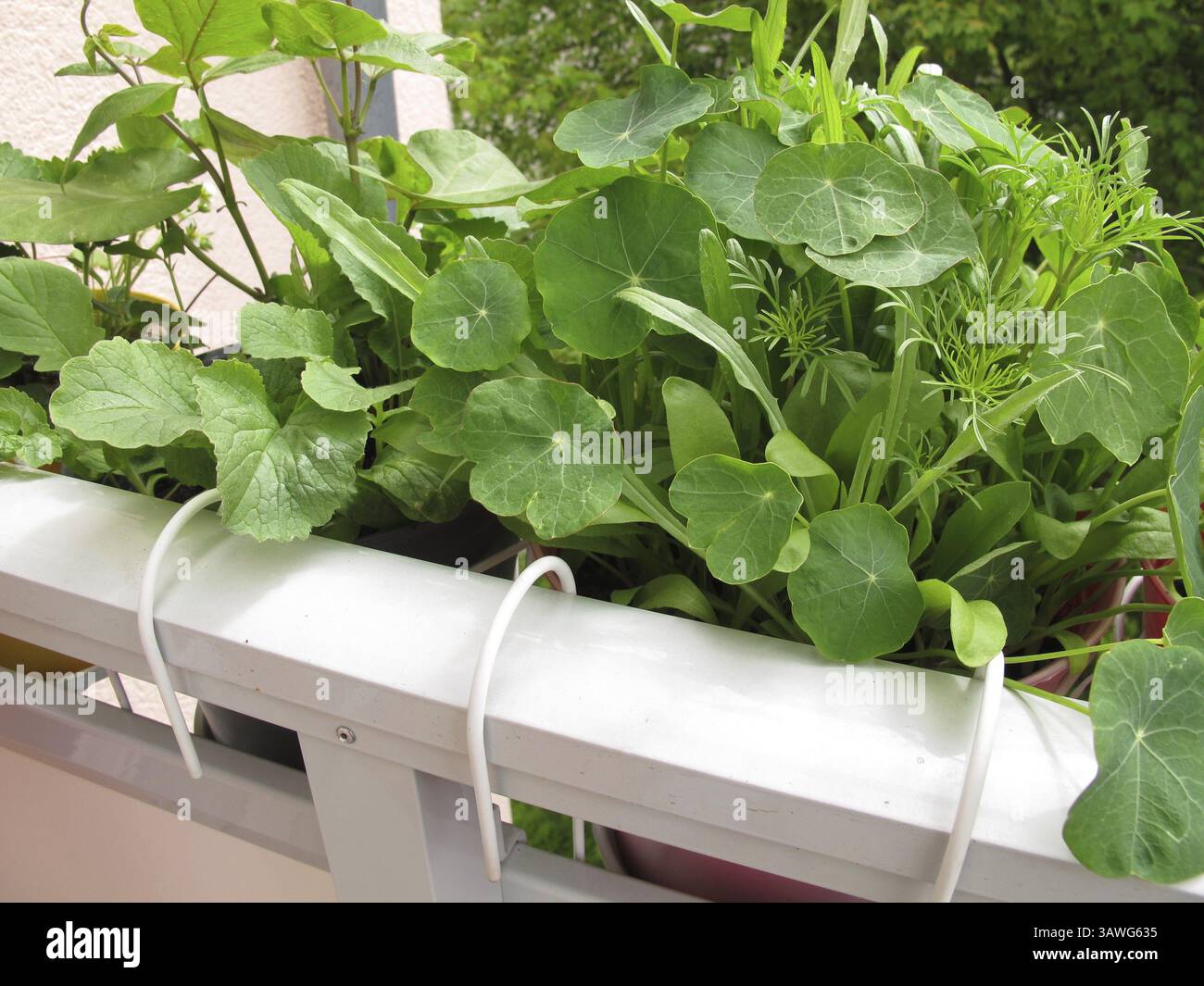 Pot plant on a balcony hi-res stock photography and images - Alamy