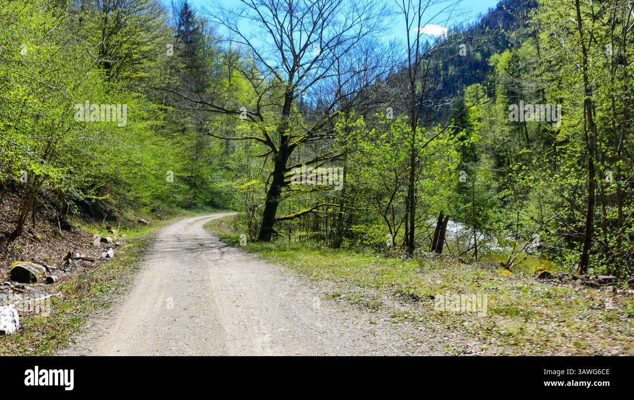 trail near river grosser bach in the austrian national park kalkalpen ...