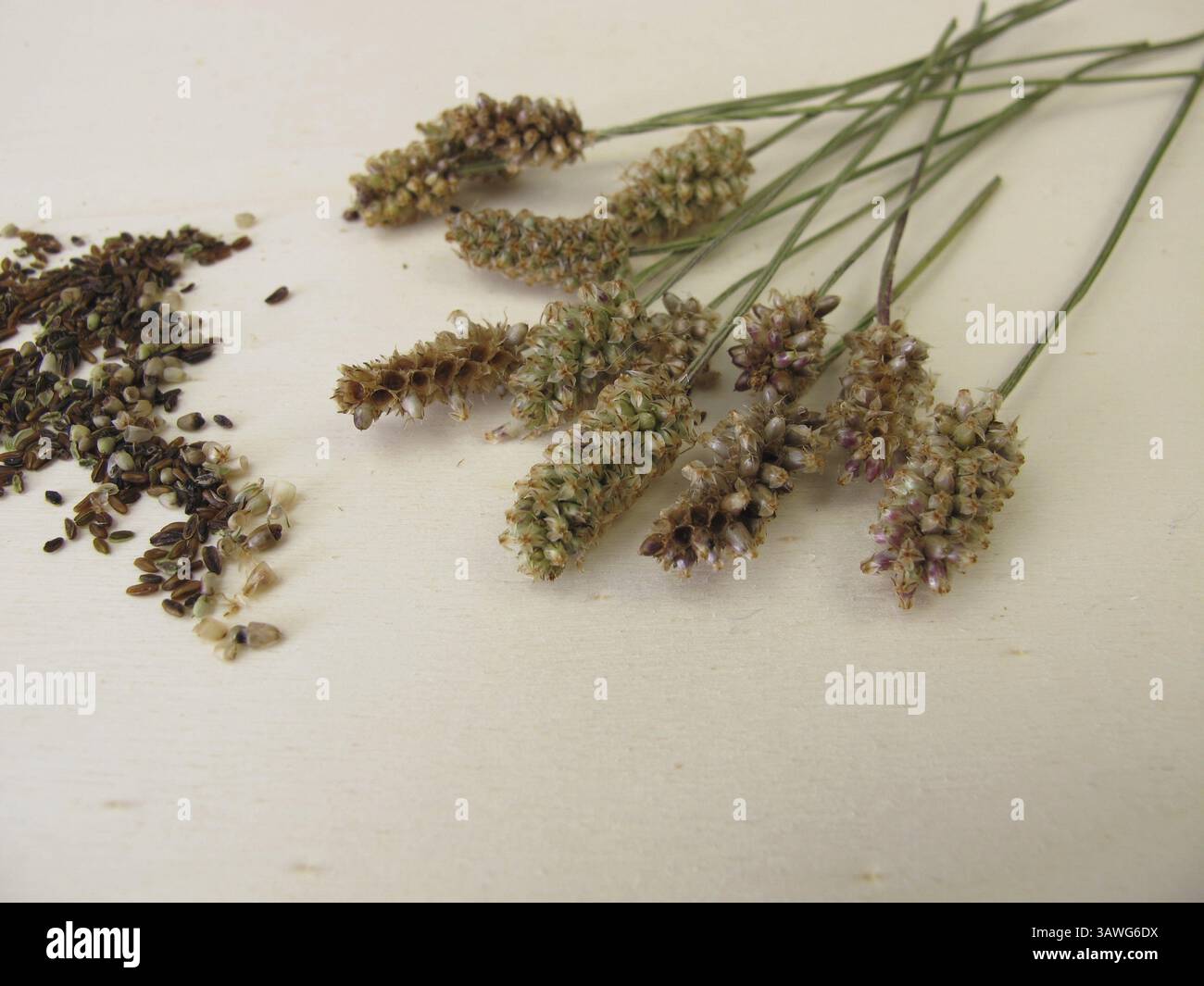 Ribwort plantain stems and edible seeds Stock Photo - Alamy