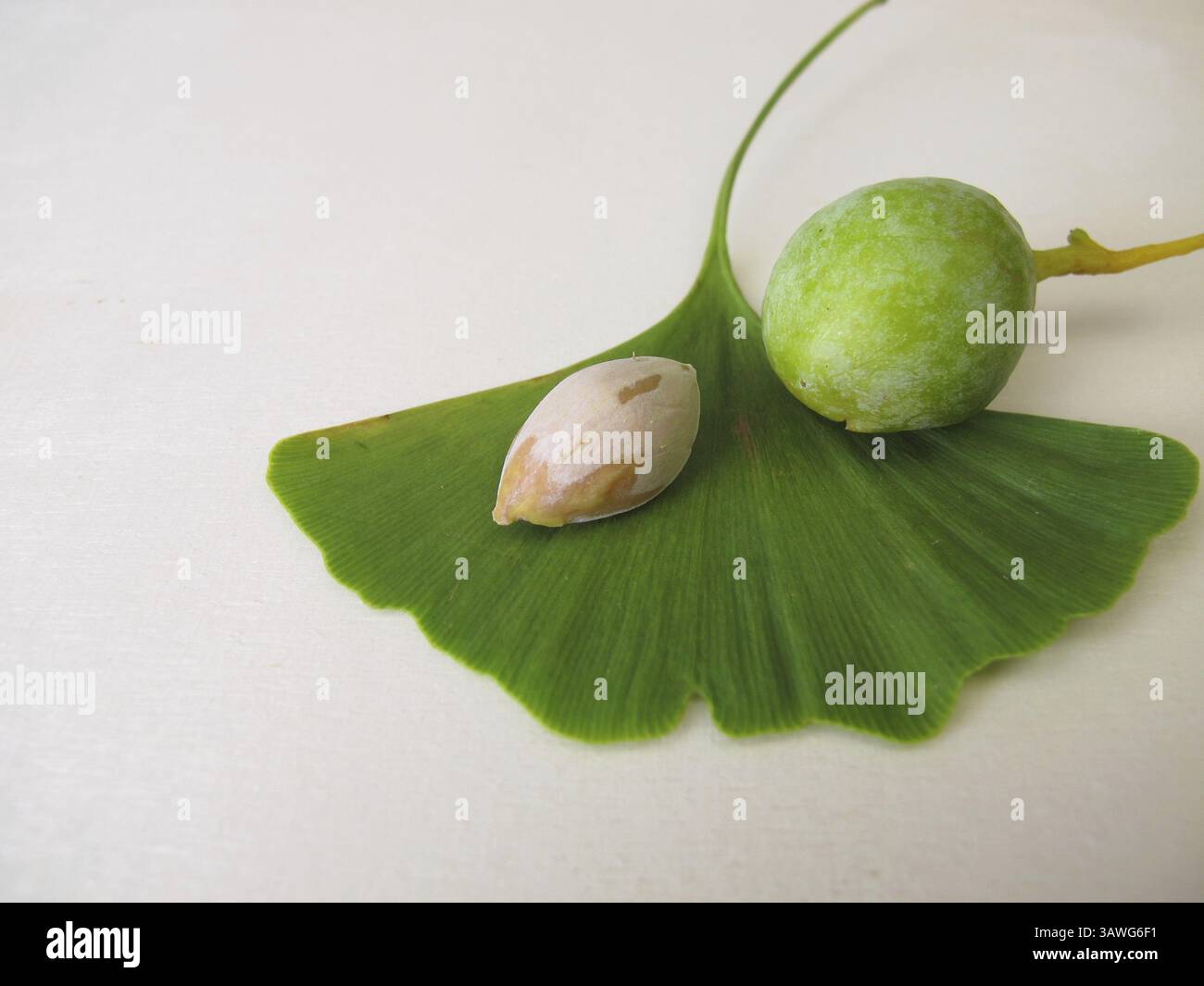 Ginkgo seeds or ginkgo nuts and a leaf from the ginkgo tree, ginkgo ...