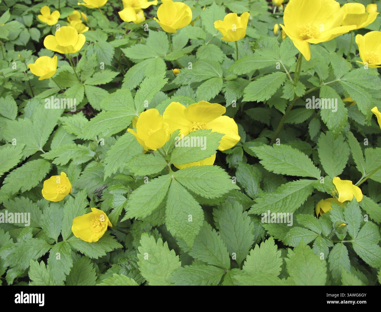 Flowering Japanese poppy, Hylomecon japonica Stock Photo - Alamy