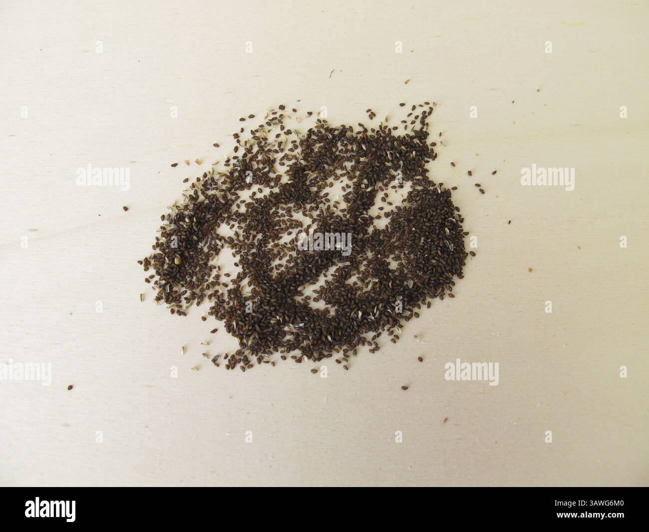 Edible seeds of broadleaf plantain, Plantago major Stock Photo - Alamy