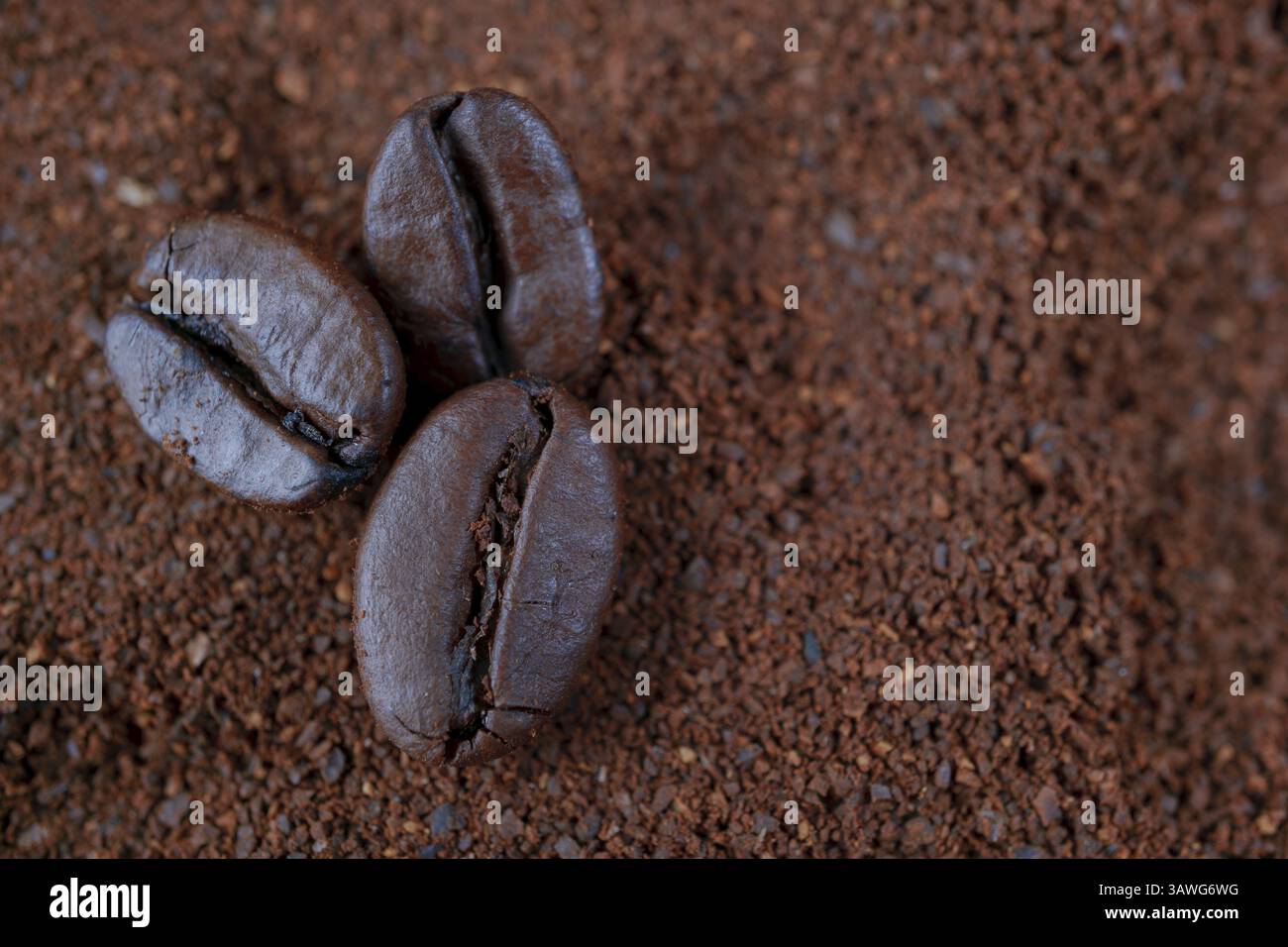 Close-up of roasted coffee beans on a bed of freshly ground coffee ...