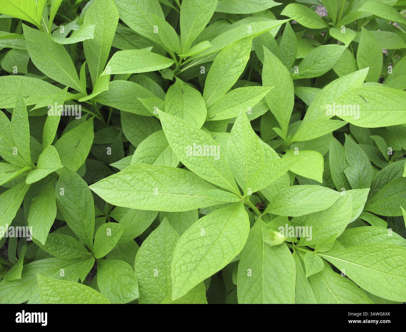 Scopolia hi-res stock photography and images - Alamy