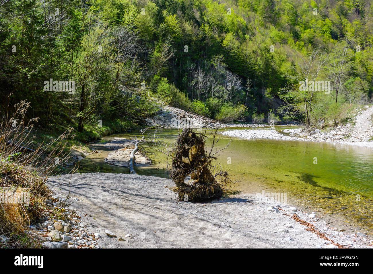 river grosser bach in the austrian national park kalkalpen Reichraming ...