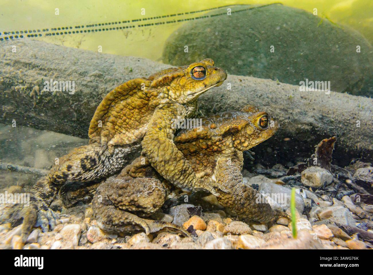 common toads bufo bufo mating in the river grosser bach in the austrian ...