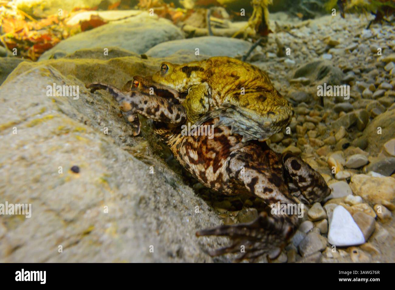 common toads bufo bufo mating in the river grosser bach in the austrian ...