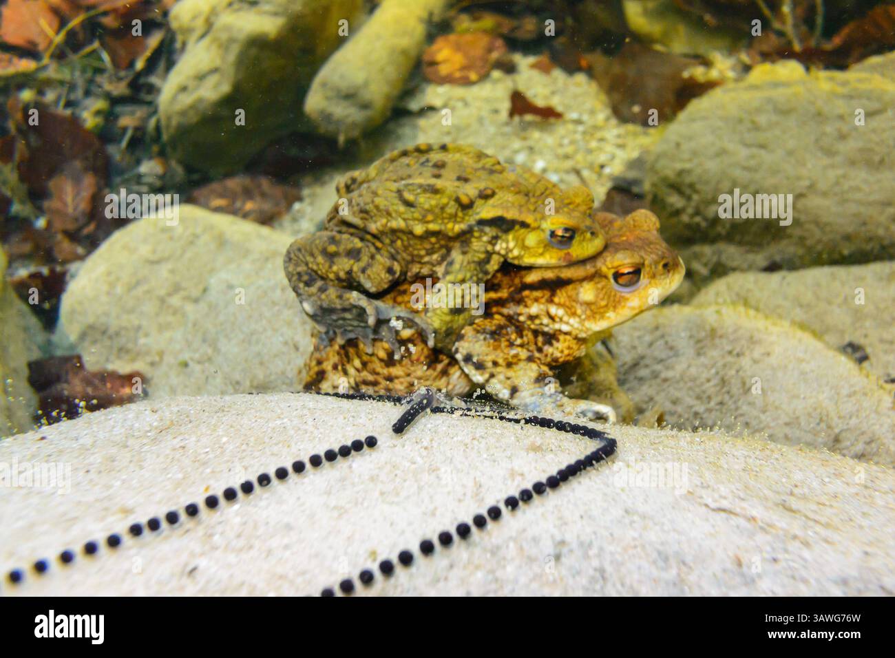 common toads bufo bufo mating in the river grosser bach in the austrian ...
