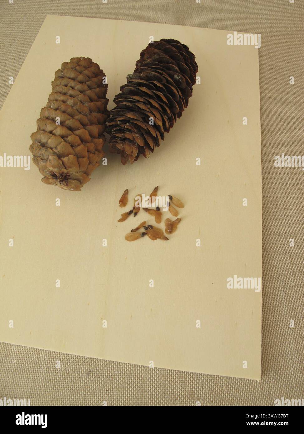Cones and edible seeds from the spruce Stock Photo - Alamy