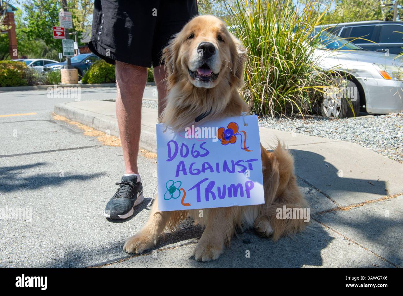 Palo Alto, USA. 19th Apr, 2025. Jake the dog with a "Dogs Against Trump ...