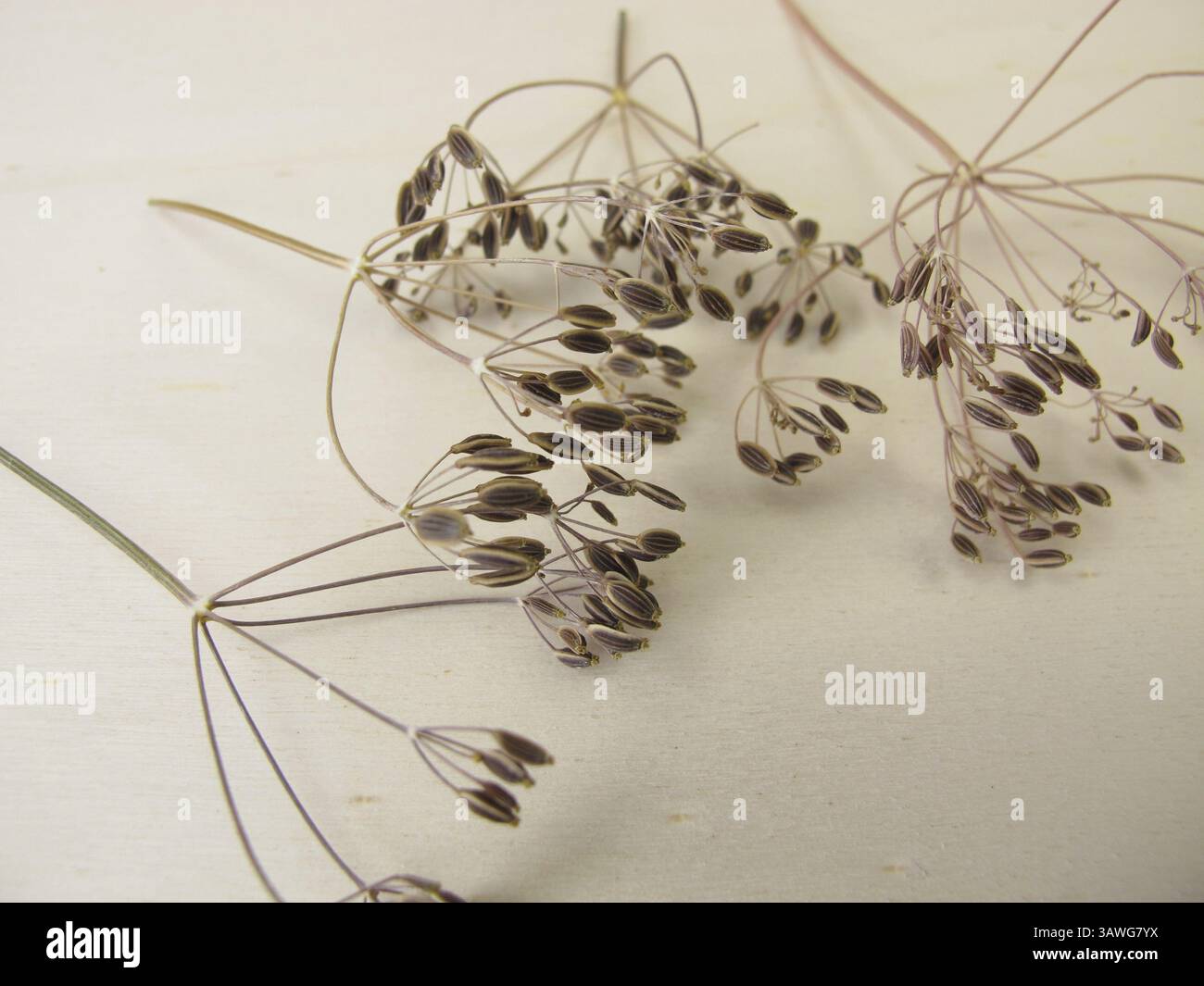 Clusters of seed pods hi-res stock photography and images - Alamy