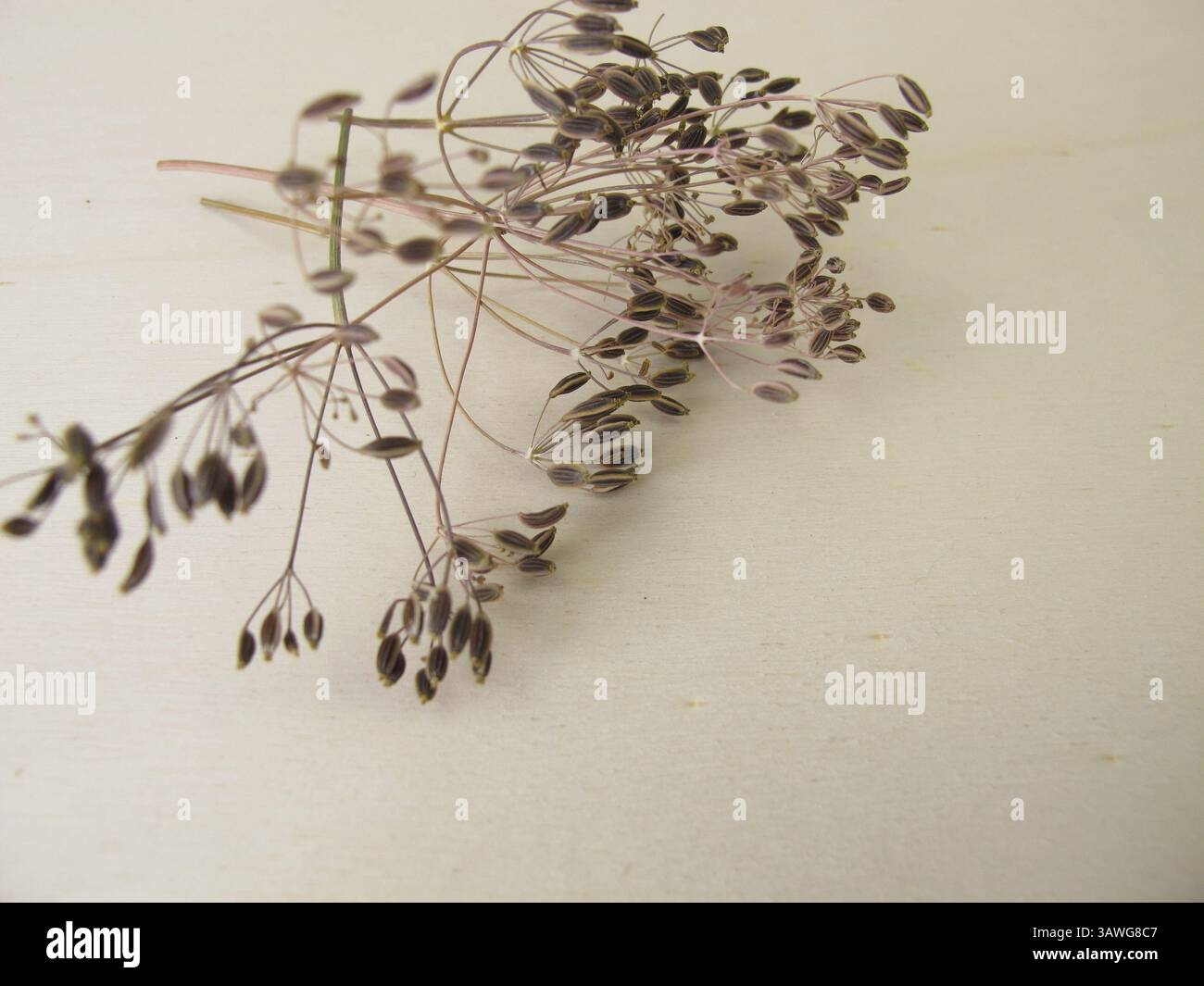 Cluster of seed pods hi-res stock photography and images - Alamy