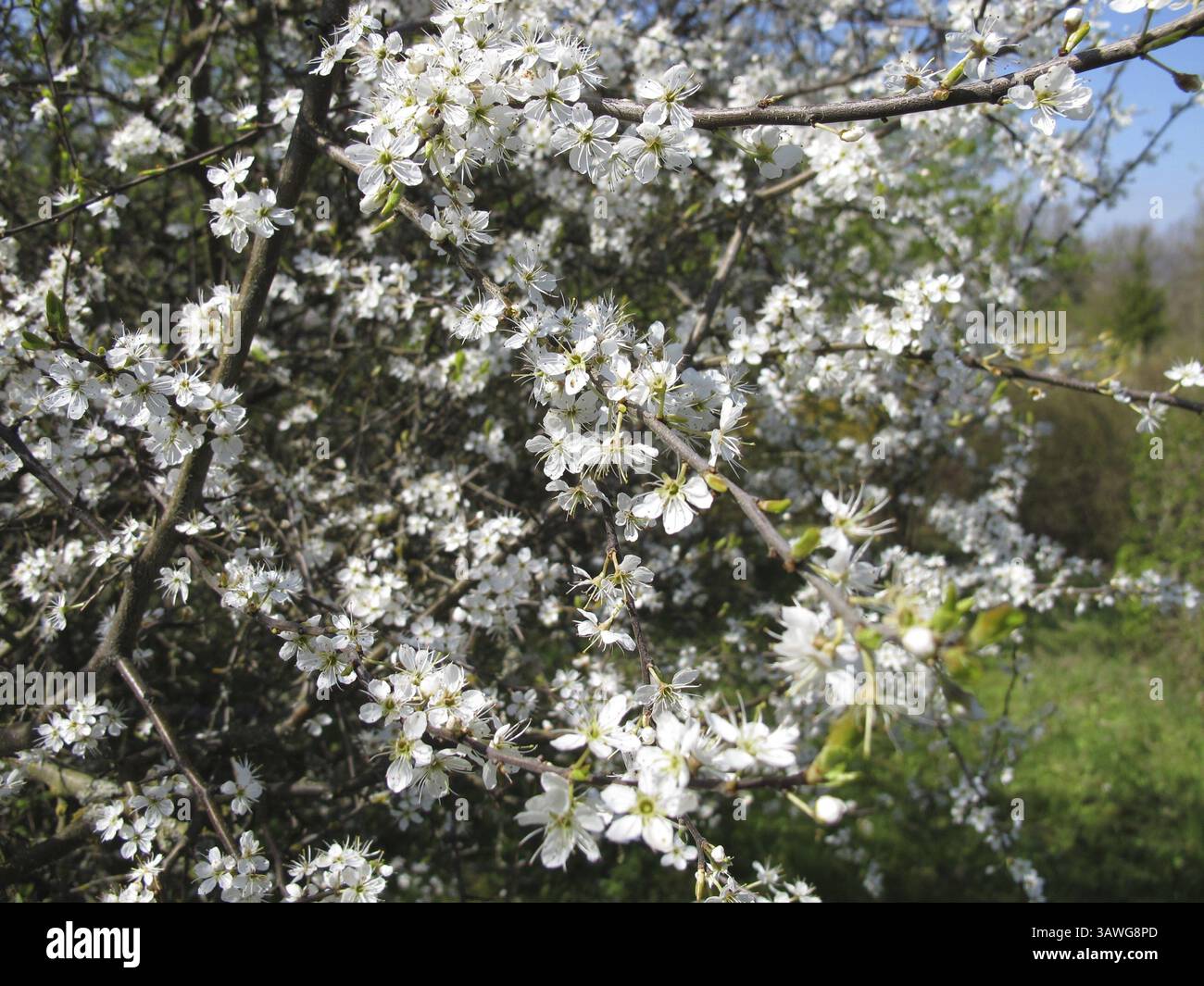 Sloe blooms hi-res stock photography and images - Alamy