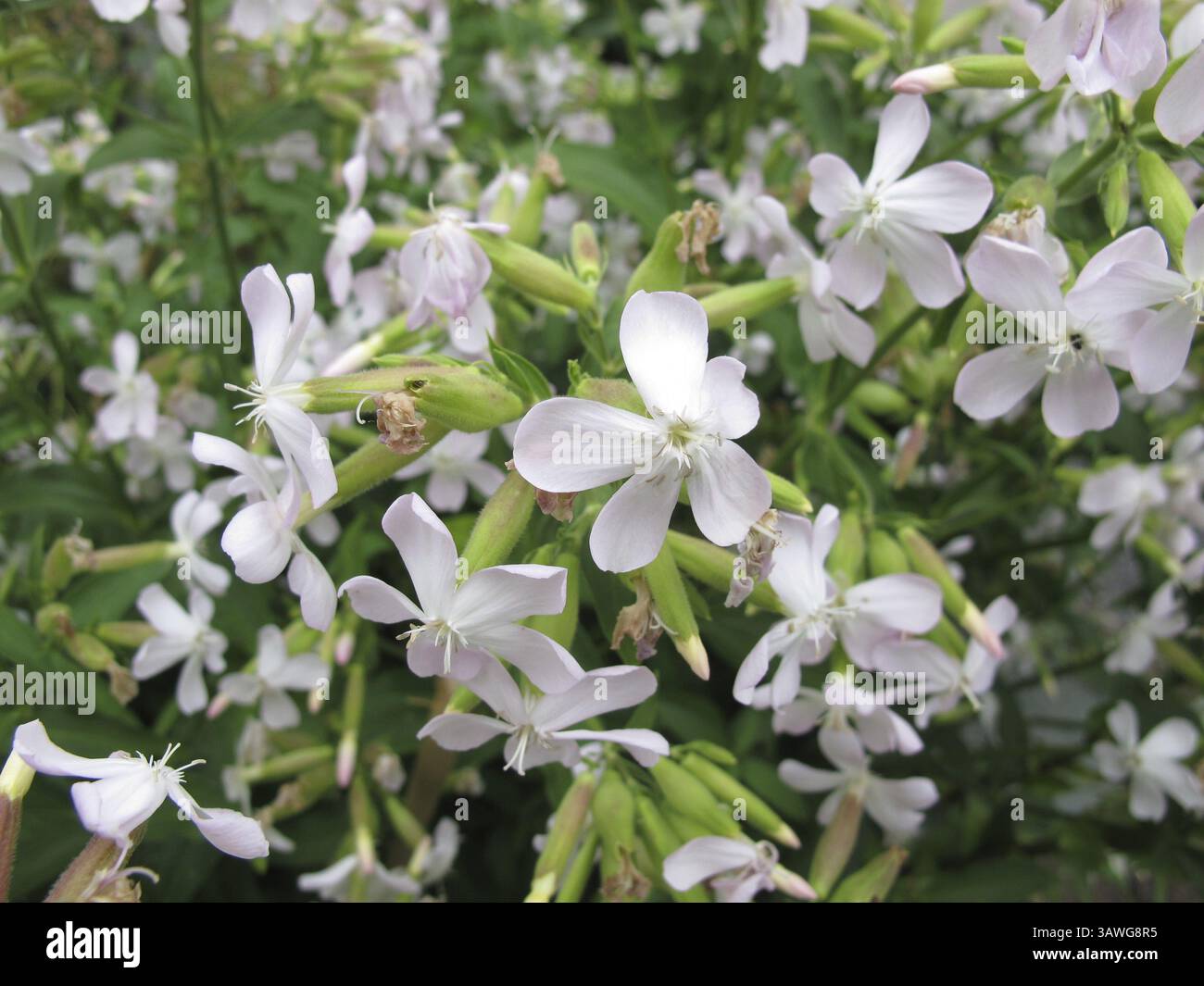 Flowering soapwort, Saponaria officinalis Stock Photo - Alamy