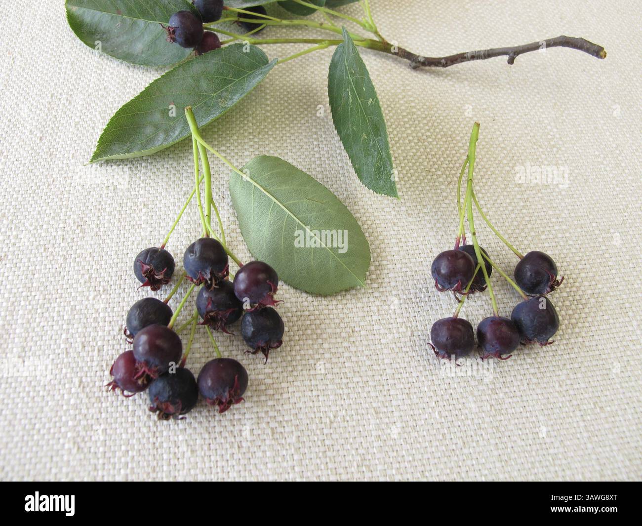 Chuckley pears hi-res stock photography and images - Alamy