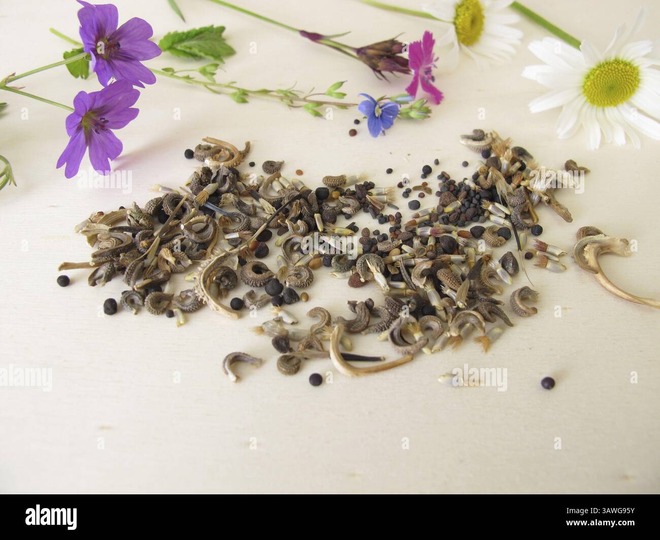 Bee-friendly seed mix and wildflowers for wild bees, bees and other ...