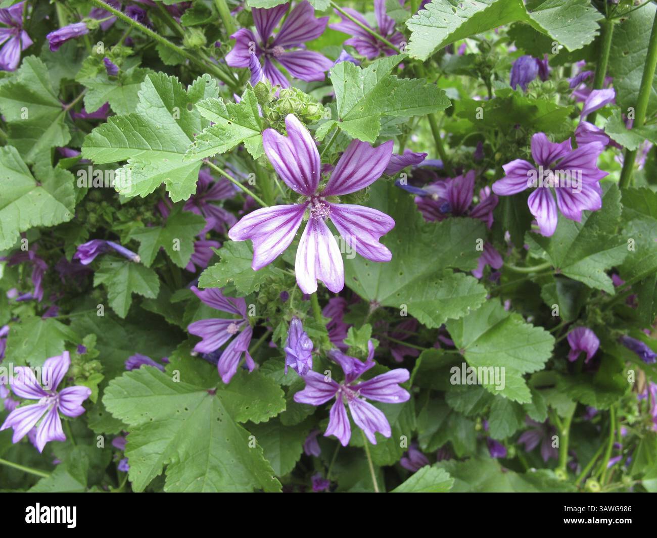 Common mallow, Malva sylvestris Stock Photo - Alamy
