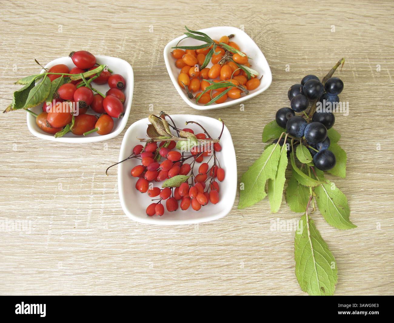 Edible wild fruits in autumn with sloe, barberry, buckthorn and rosehip ...