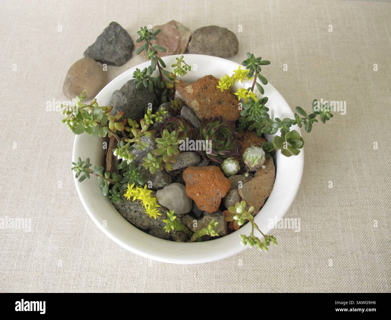 Small rock garden in a planter, flower pot with rock garden plants ...