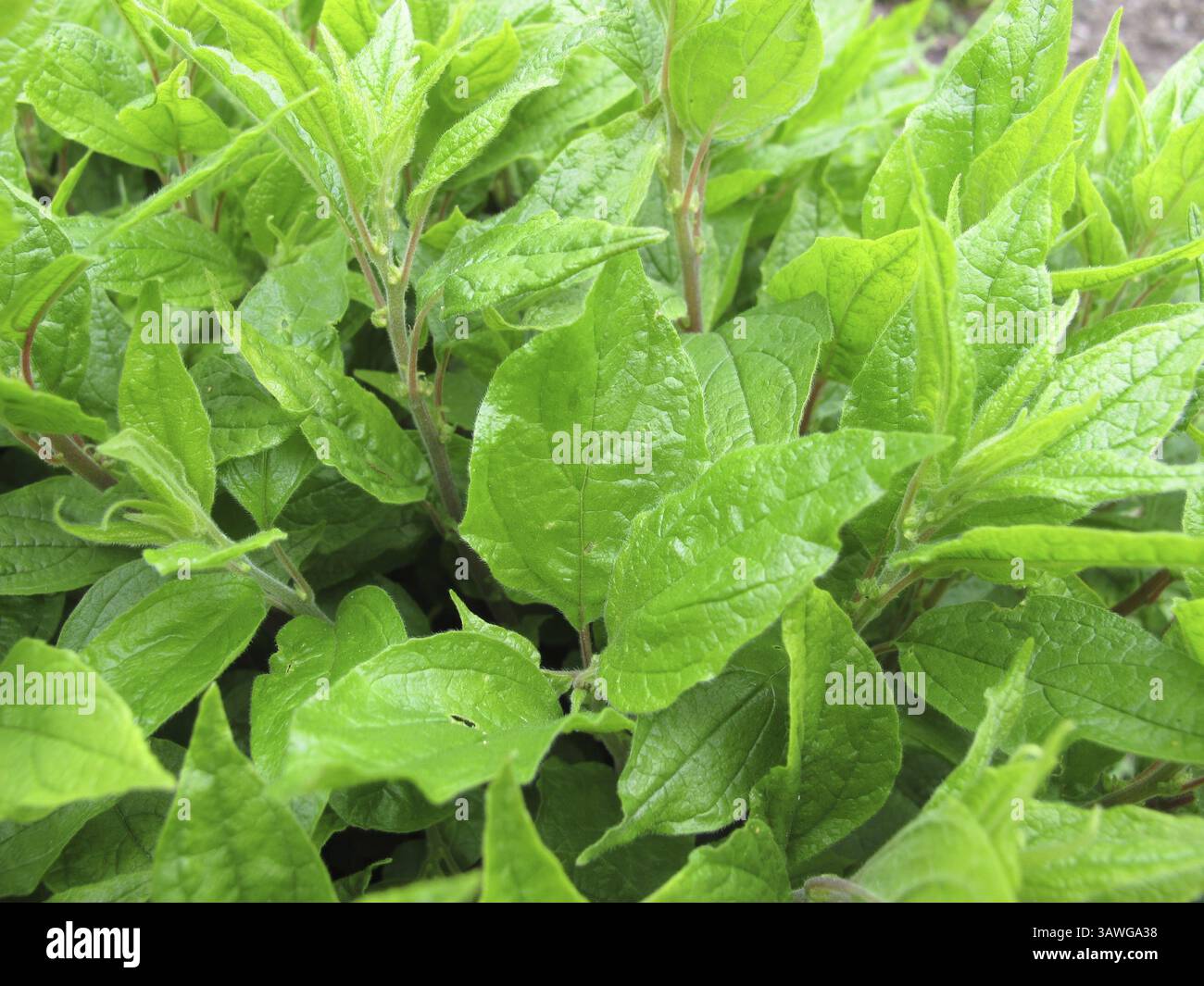 Parietaria officinalis, Parietaria officinalis Stock Photo - Alamy