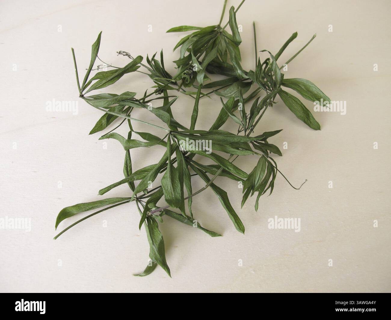 Sweet woodruffs hi-res stock photography and images - Alamy