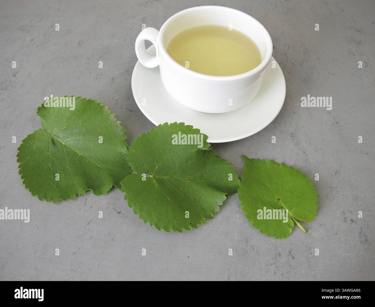 A cup of tea made from mulberry leaves from the white mulberry ...
