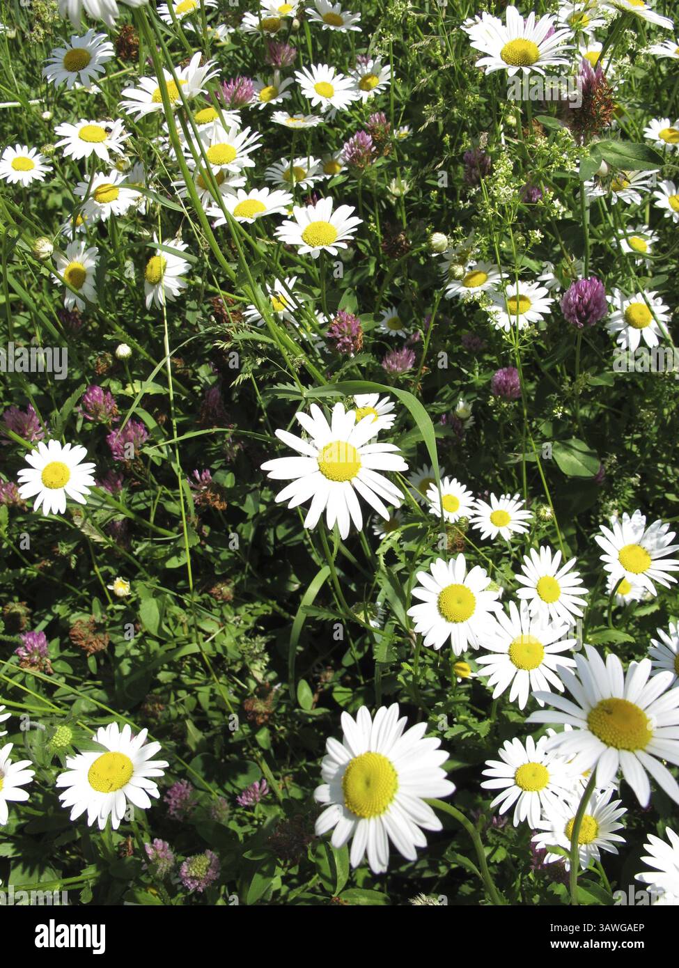 Unmown meadow in May Stock Photo - Alamy
