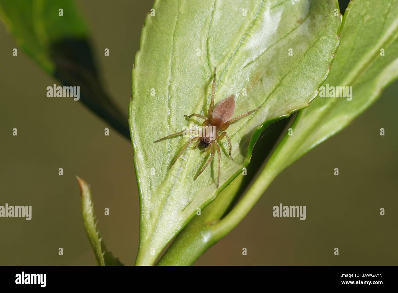 Sac spider Clubiona, family sac spiders (Clubionidae) on a Japanese ...