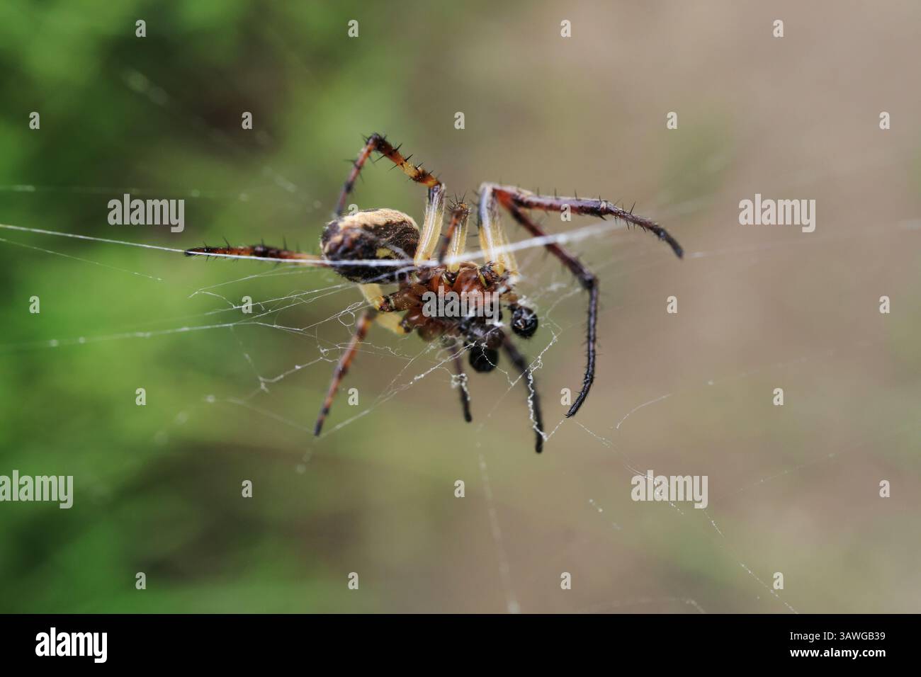 Spider web close up detail posed leaf paws claws motionless wait prey ...