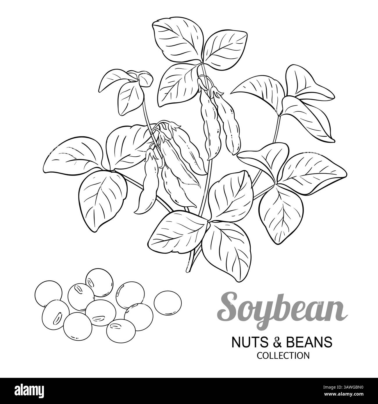 Soybean Plant with Pods Outline Illustration Stock Vector Image & Art ...