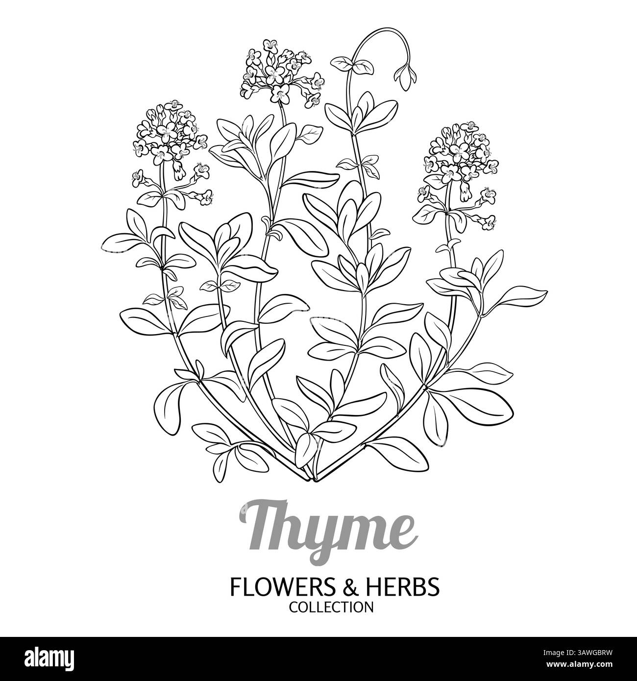 Thyme thymus vulgaris flowers Stock Vector Images - Alamy