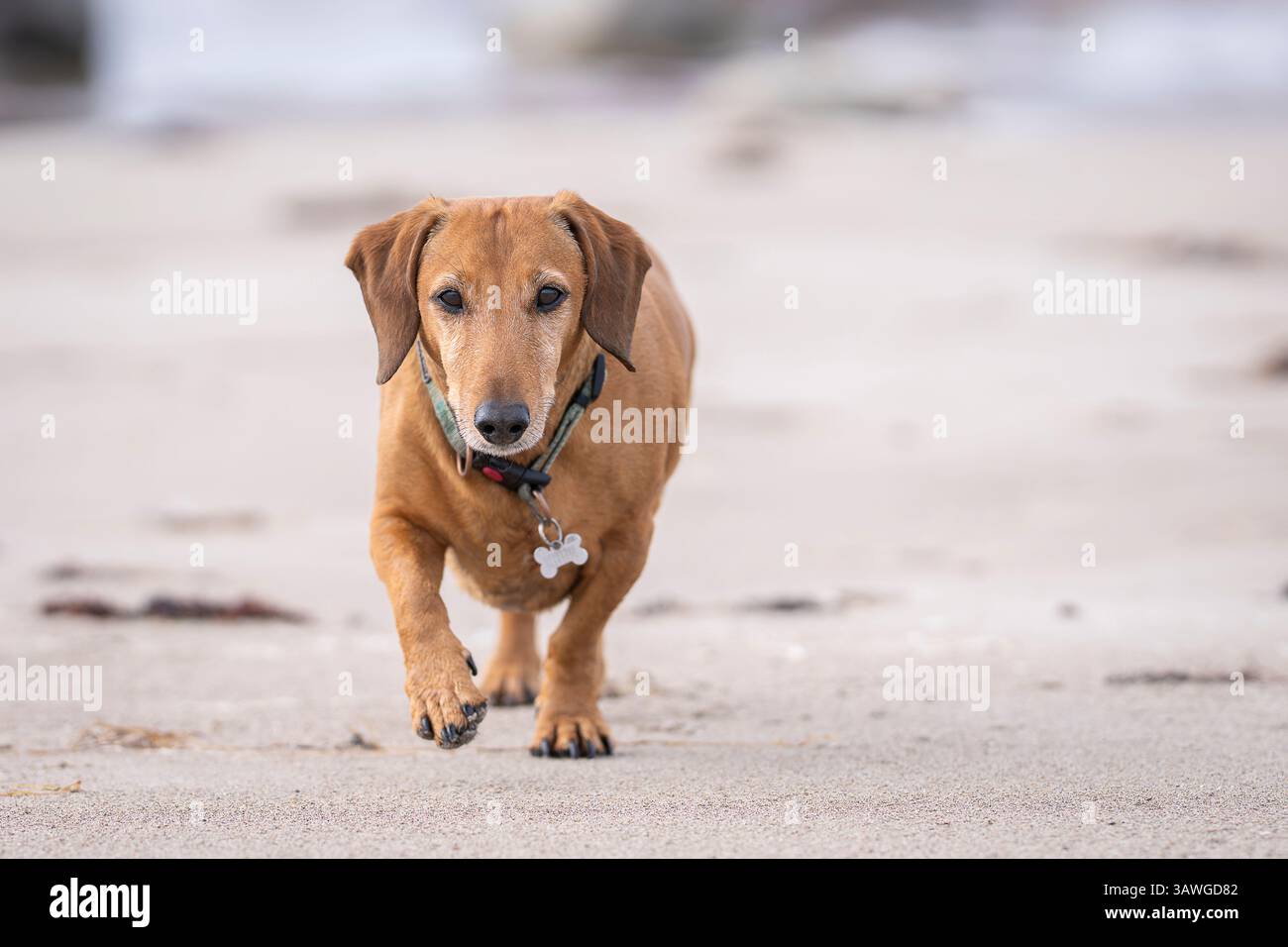 Smooth-haired dachshund running on the shore of the sea. Brownish red ...
