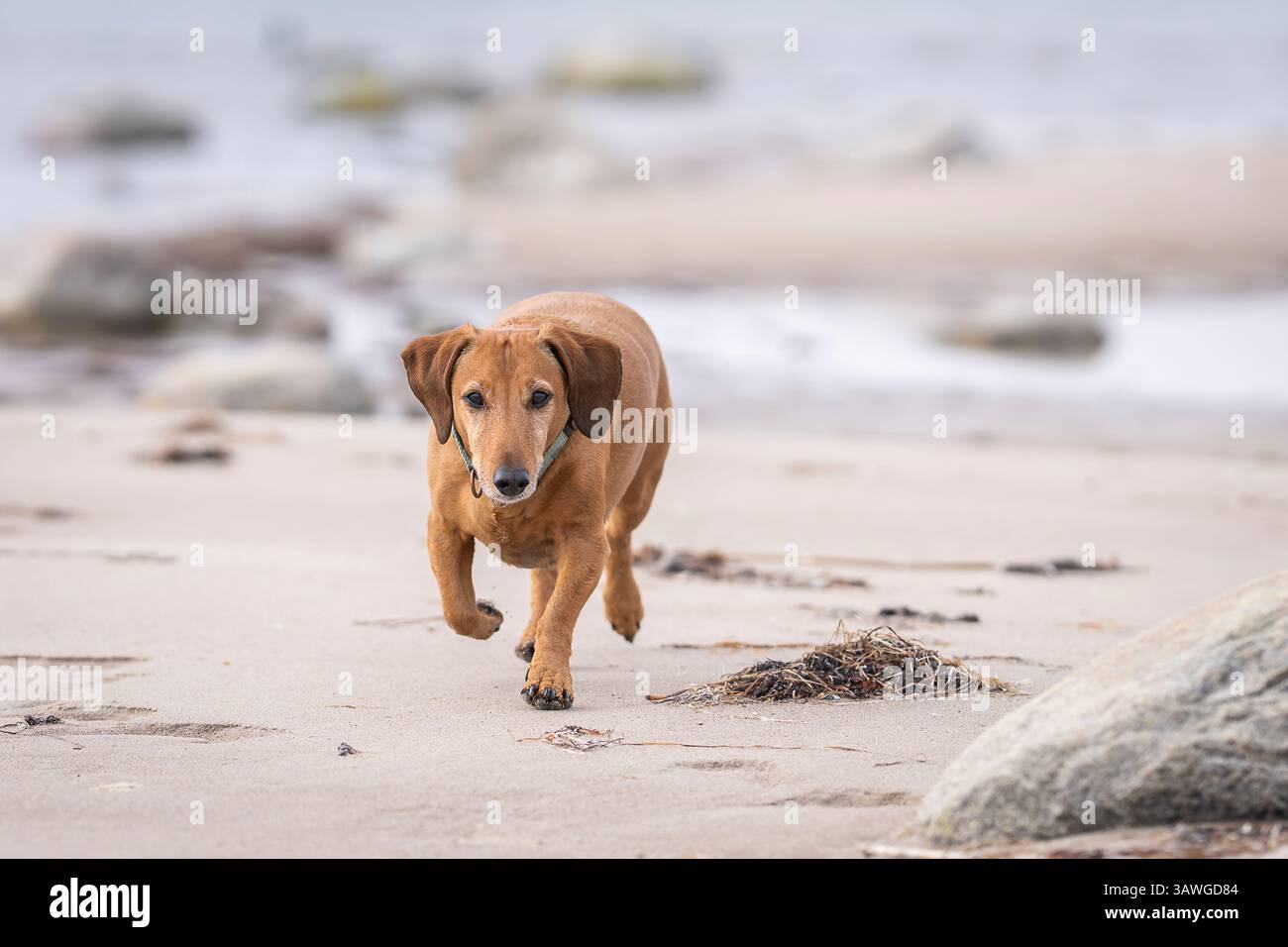 Smooth-haired dachshund running on the shore of the sea. Brownish red ...
