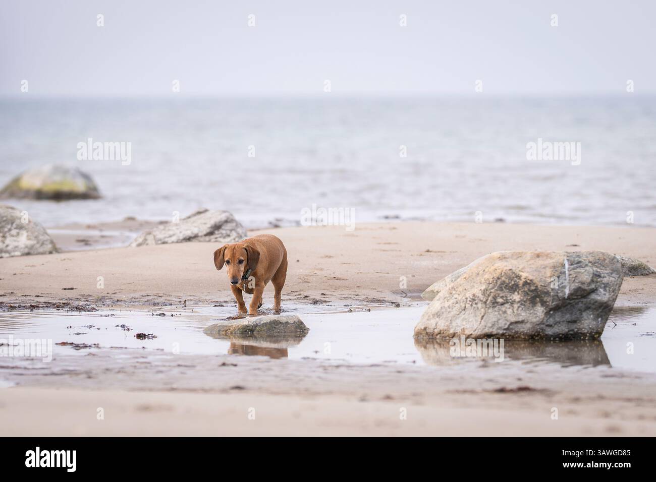 Smooth-haired dachshund on the shore of the sea. Brownish red dachshund ...