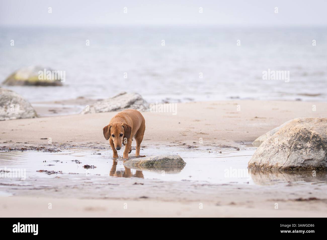 Smooth-haired dachshund on the shore of the sea. Brownish red dachshund ...