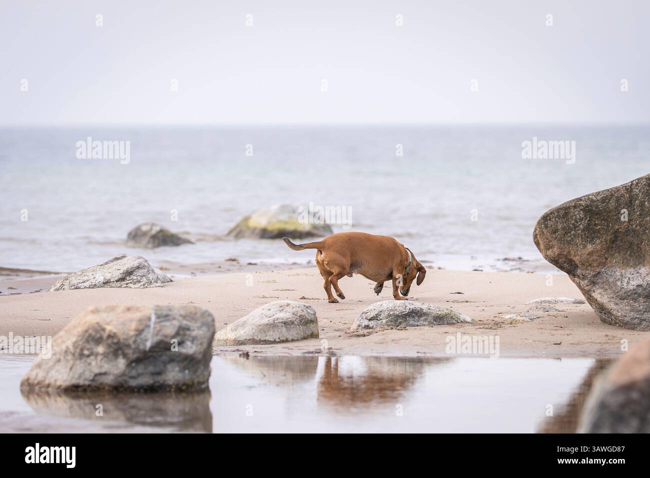 Smooth-haired dachshund on the shore of the sea. Brownish red dachshund ...
