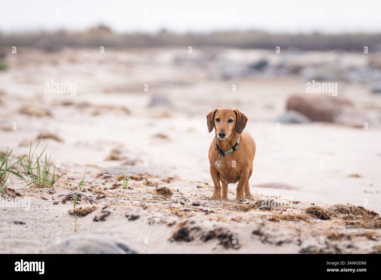 Smooth-haired dachshund on the shore of the sea. Brownish red dachshund ...