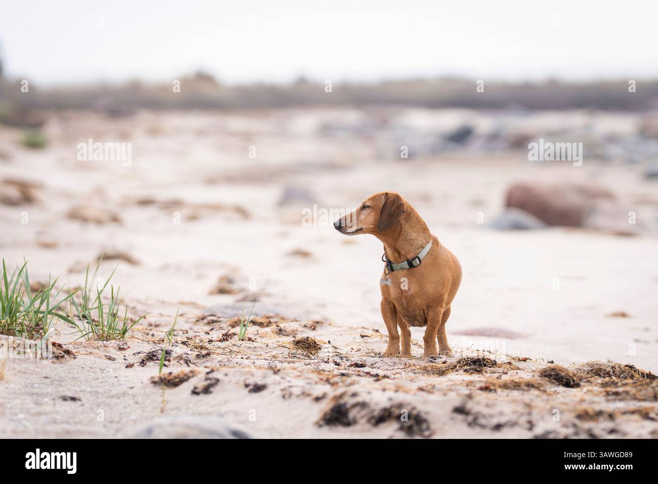 Smooth-haired dachshund on the shore of the sea. Brownish red dachshund ...