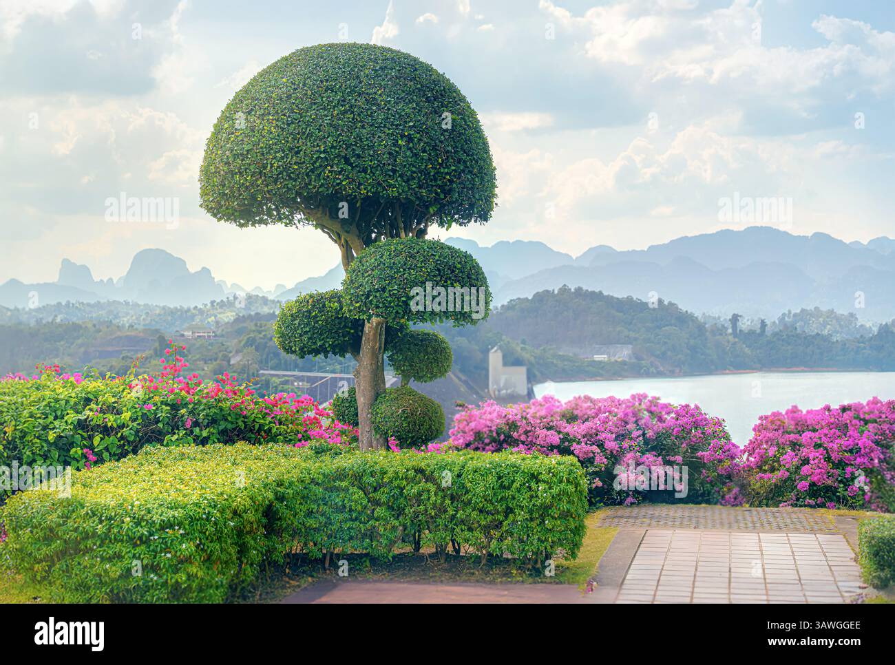 The Boho Tree, a symbol of Buddhism with a beautiful round crown on the ...