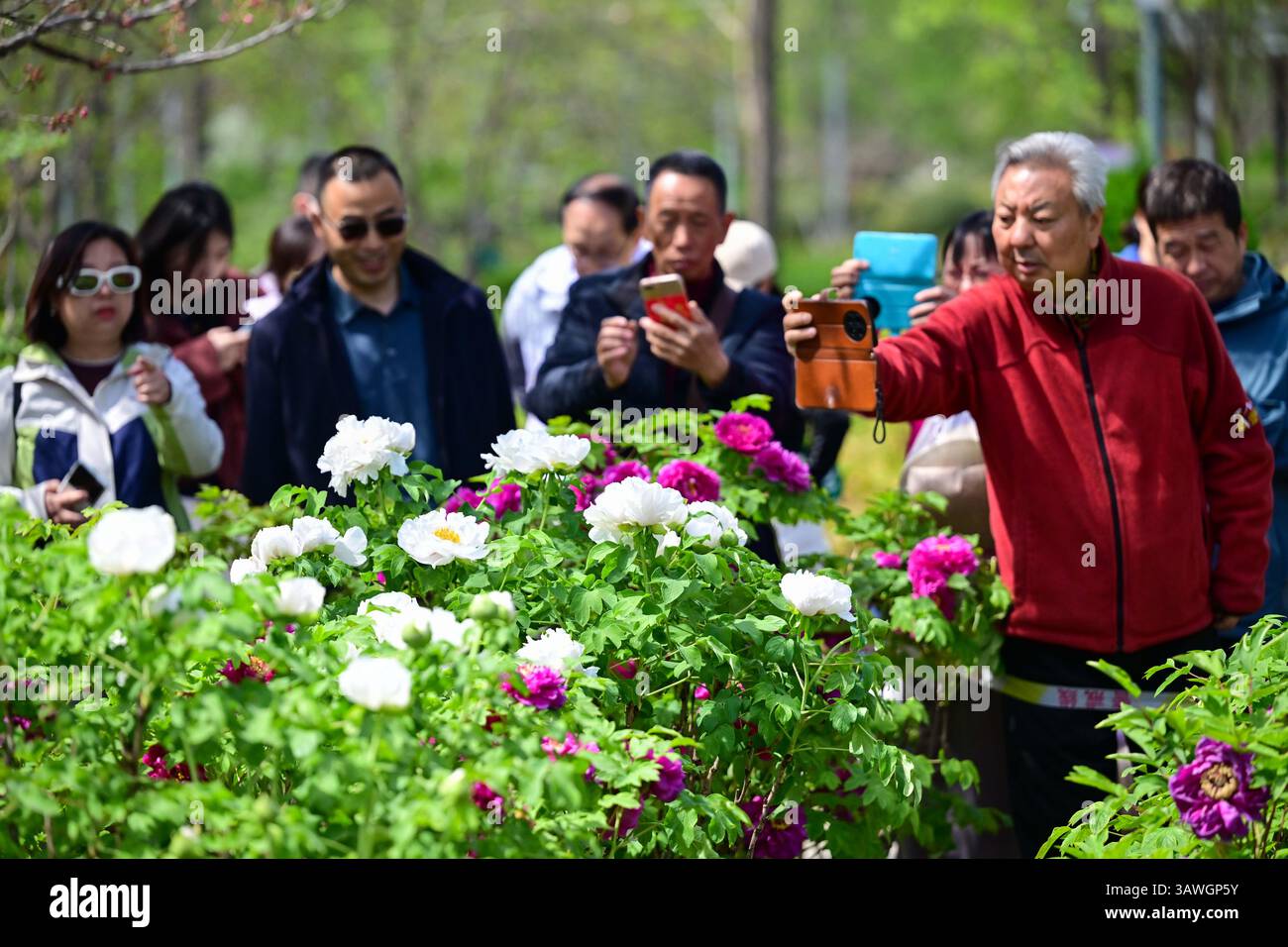 Beijing, China's Henan Province. 30th Mar, 2025. Tourists take photos ...