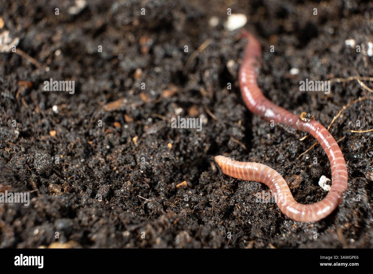 Compost Worm Crawling on Moist Ground Place For Text Stock Photo - Alamy