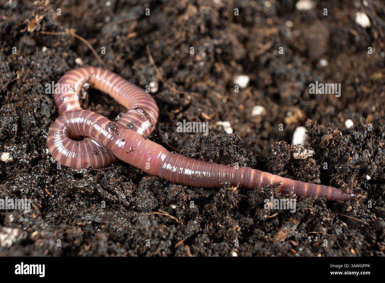 Earthworms in black soil close hi-res stock photography and images - Alamy