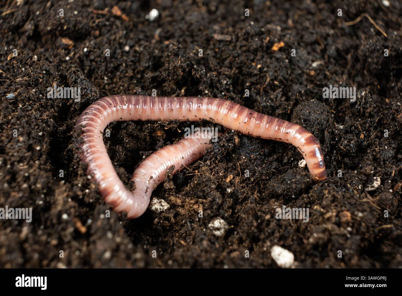 Macro Shot of Earthworm on Moist Soil Surface Stock Photo - Alamy