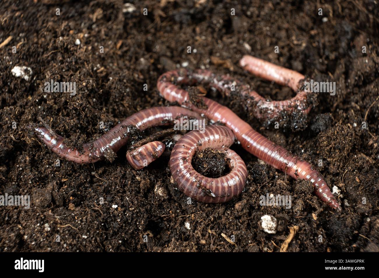 Group of Earthworms Crawling on Moist Soil Stock Photo - Alamy